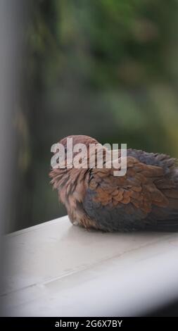 Bird in Lagos, Nigeria Stock Photo - Alamy