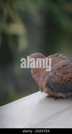 Bird in Lagos, Nigeria Stock Photo - Alamy