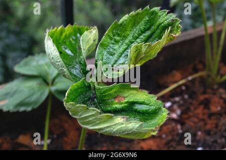 Symptoms of calcium deficiency in Albion strawberry plant - Fragaria ...