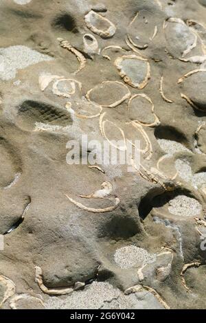 Shell fossil, Newport, Oregon Stock Photo - Alamy