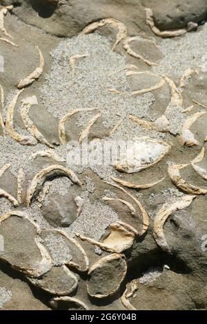 Shell fossil, Newport, Oregon Stock Photo - Alamy