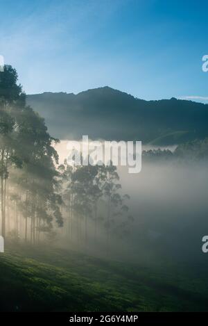 Misty Munnar - en route Lockhart gap Stock Photo - Alamy