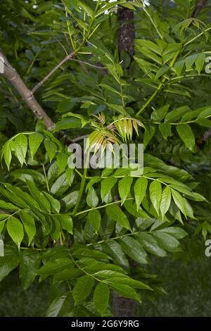 Fraxinus excelsior branch close up Stock Photo - Alamy