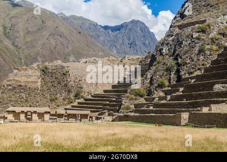 Inca's ruins in Ollantaytambo, Sacred Valley of Incas, Peru Stock Photo ...