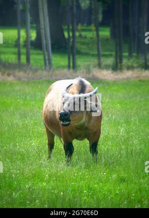 African dwarf forest buffaloes grazing Stock Photo - Alamy