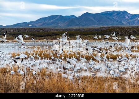 Morning blastoff of snow geese at Bosque del Apache in New Mexico Stock ...