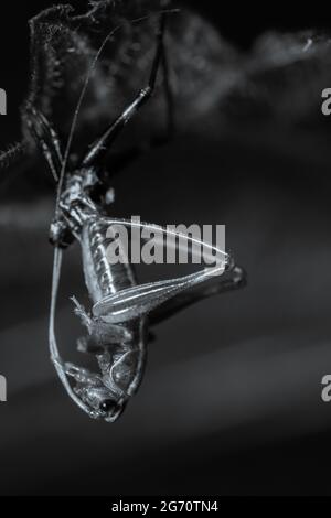 Grayscale selective focus shot of a wild fungus on a black background ...