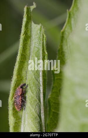 Closeup shot of true weevils on a green leaf under sunlight Stock Photo ...