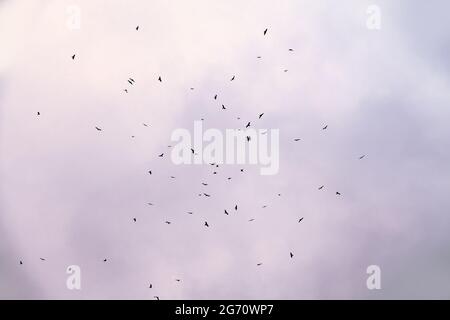 A whirl of kites over the city dump. A lot of birds are climbing in ...