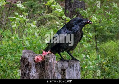 A raven eating a fish Stock Photo - Alamy