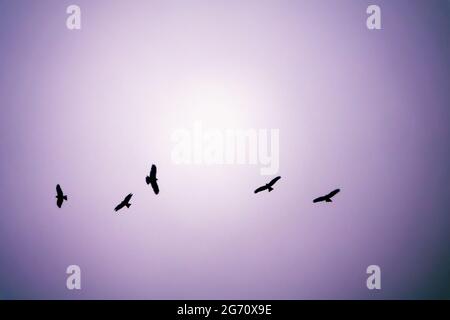 A whirl of kites over the city dump. A lot of birds are climbing in ...