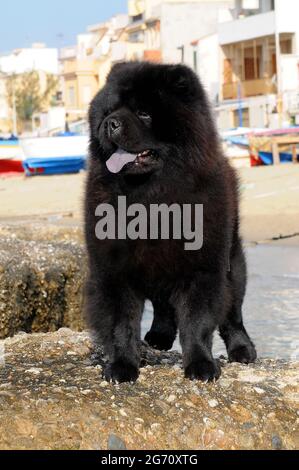 Closeup shot of a black Chow Chow dog outdoors Stock Photo - Alamy