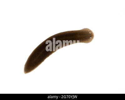 A specimen of the freshwater triclad flatworm (planarian) Cura ...