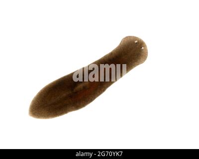 freshwater planarian (triclad flatworm) (Schmidtea polychroa) with its ...