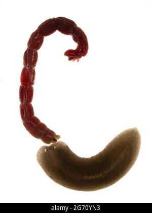 freshwater planarian (triclad flatworm) (Schmidtea polychroa) with its ...