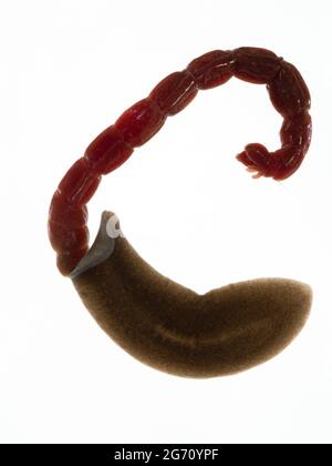 FRESHWATER PLANARIAN FLATWORM Stock Photo - Alamy