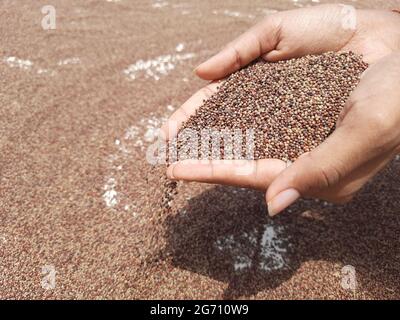 Finger Millet, Ragi, Nachni crop growing in field Stock Photo - Alamy