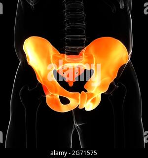 Human Skeleton System Pelvic Girdle Bone Joints Anatomy Stock Photo - Alamy