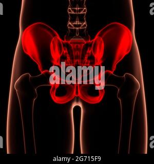 Human Skeleton System Pelvic Girdle Bone Joints Anatomy Stock Photo - Alamy