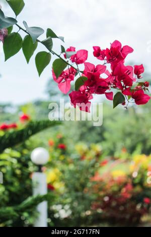 beautiful Wedding Gate Decoration Stock Photo - Alamy