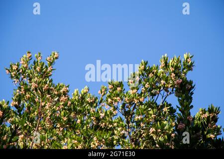 Top part of tree leaves with branches with sky view Stock Photo - Alamy