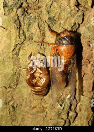 Closeup shot of cicada insects crawling out of the soil and molts Stock ...