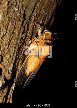 Closeup shot of a cicada insect crawling out of the soil and molts ...