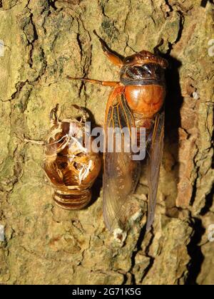 Closeup shot of cicada insects crawling out of the soil and molts Stock ...