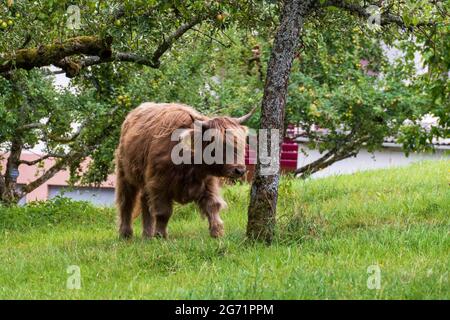 Schottisches Hochland Rind Highland Cattle auf einer Weide Stock Photo ...