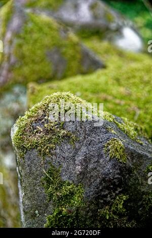 Colonies of lichens growing on rocks in United Kingdom Stock Photo - Alamy