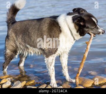 Border collie playing in river Stock Photo - Alamy