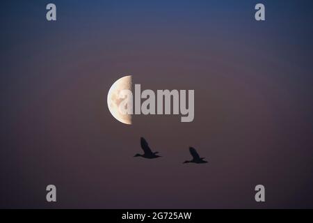 Flying birds and the moon at sunset, La Pampa Province, Patagonia ...