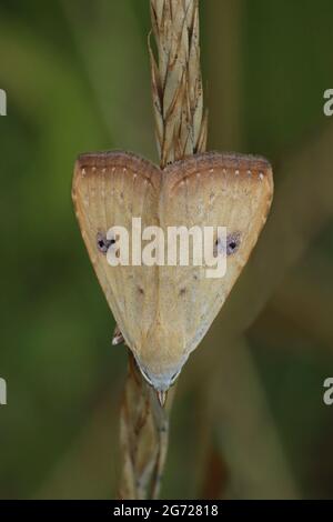 Bordered Straw moth (Heliothis peltigera) adult at rest on leaf Eccles ...