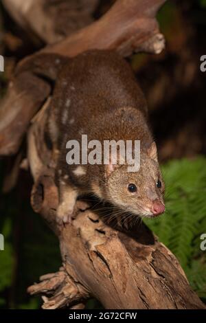 Closeup of a cute Tiger Quoll, also known as spotted-tail quoll ...