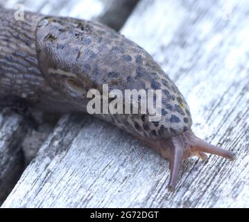 LIMAX MAXIMUS Great grey slug Stock Photo - Alamy
