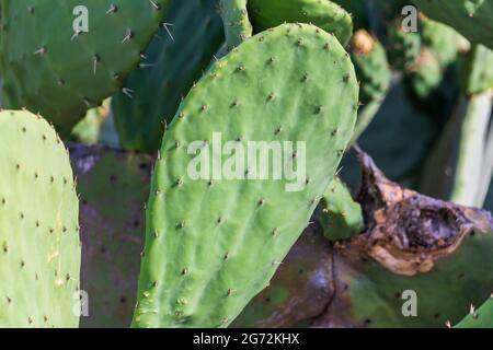 Indian prickly pear fruits. Family of cactus Stock Photo - Alamy
