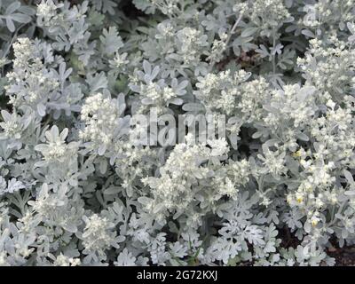 Hoary Mugwort (Artemisia stelleriana Stock Photo - Alamy