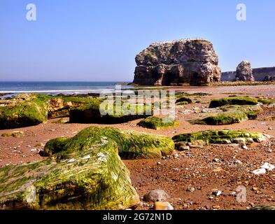Marsden Rock a magnesian limestone sea stack within Marsden Bay, north ...