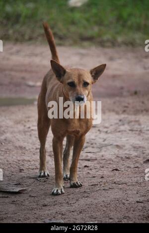 Brown Bangladeshi dogs are lying Stock Photo - Alamy