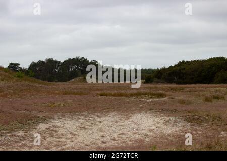 Landscape of a brownfield with trees background under a cloudy sky ...