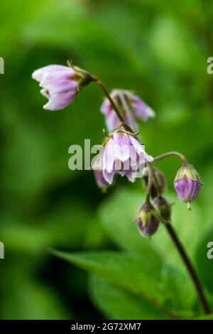 Flowers on Setanta potato plant Stock Photo - Alamy