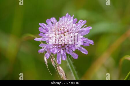 a beautiful pink violet field scabious (Knautia arvensis) growing wild ...