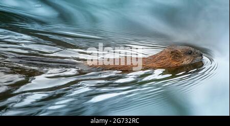 The muskrat floats on the surface of the water Stock Photo - Alamy