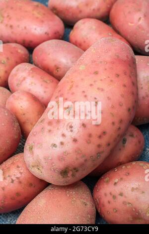 Red / russet potatoes grown in the UK. The potatoes have some disease ...