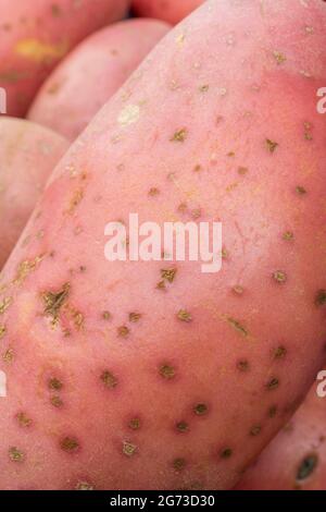 Red / russet potatoes grown in the UK. The potatoes have some disease ...