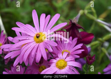 Closeup shot of pink Alpine Aster (Aster alpinus) flowers with water ...