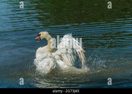 Swan thrashing about having a wash Stock Photo - Alamy