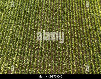 Aerial view with a drone of a field of corn flowered perfectly sown ...