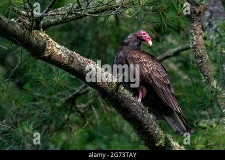 Turkey vulture (Cathartes aura) - Brevard, North Carolina, USA Stock ...