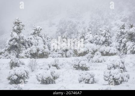 Forests near Ulldemolins during a winter snowfall (Priorat, Tarragona ...